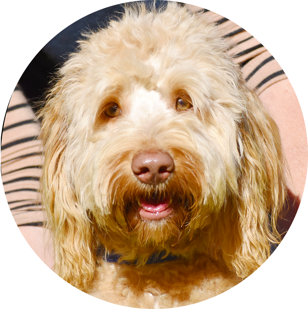 WA Cobber Dogs | Just another WordPress site