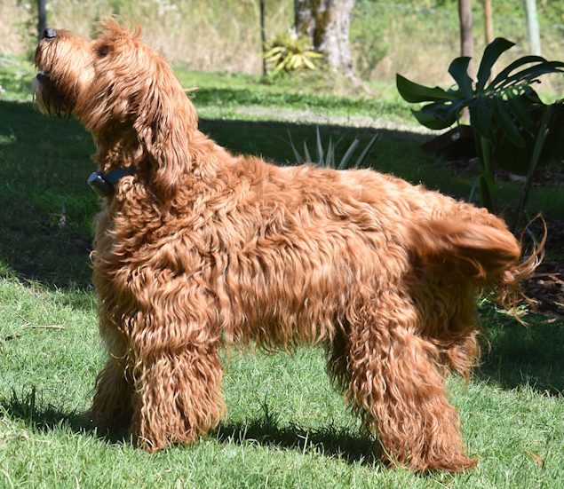 What is an Australian Cobberdog | WA Cobber Dogs