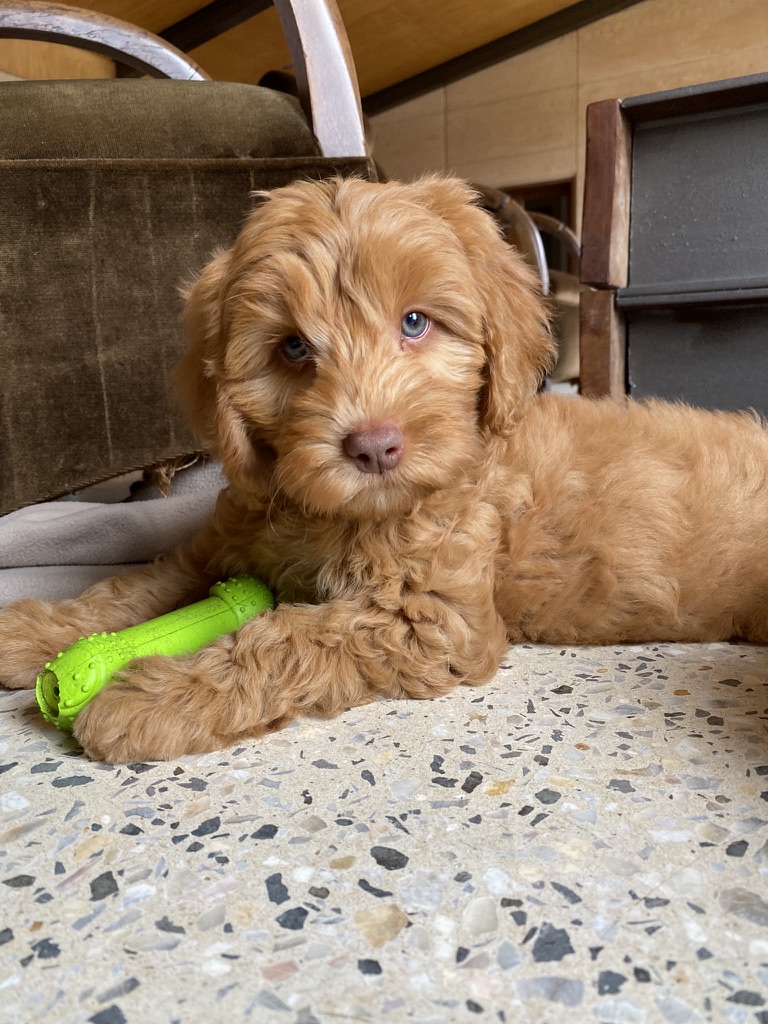 Getting Your Puppy | WA Cobber Dogs